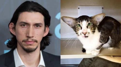 Adoptan a un gato idéntico a Adam Driver — Rock&Pop
