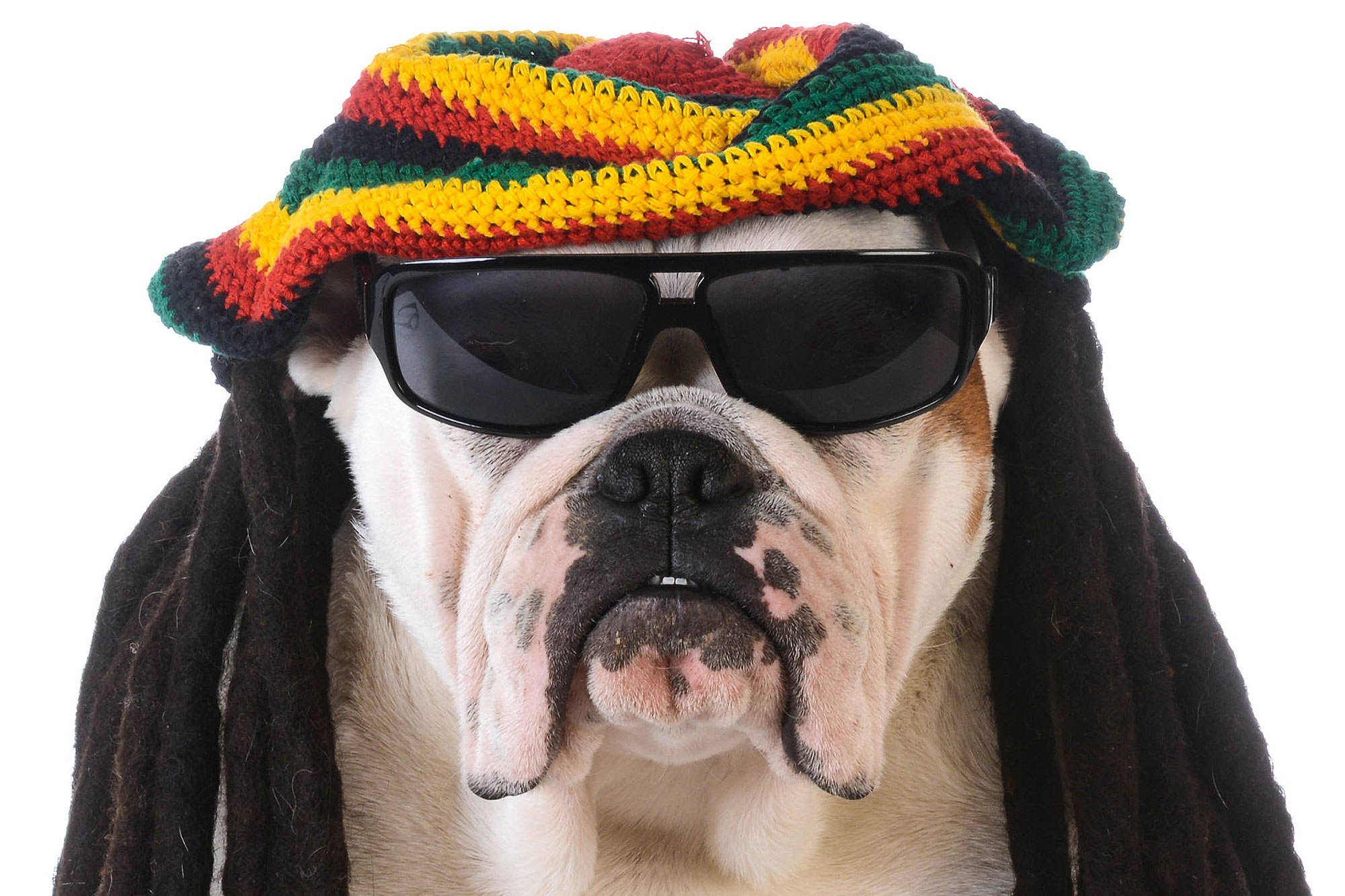 La ciencia ha hablado: A los perritos les gusta el reggae — Rock&Pop