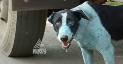 La alarmante razón por la que los perros callejeros en India se están ...