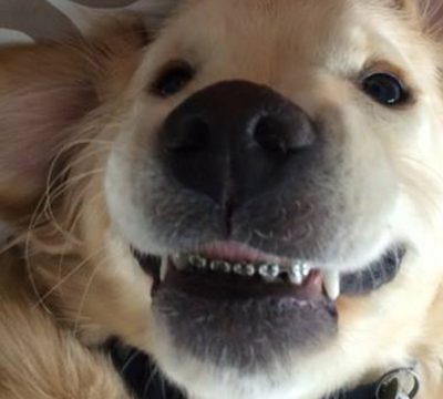 ¿Doglover?: Conoce a Wesley, el perro con frenillos que enamora a las ...