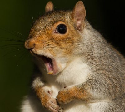Ardilla se metió a una casa a buscar galletas y se volvió viral después ...