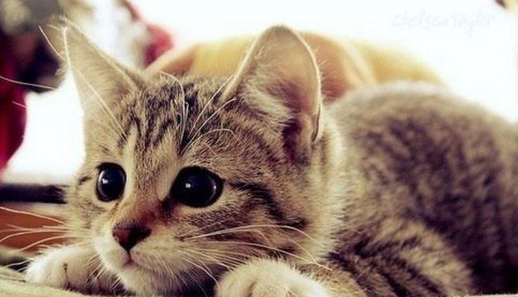 Día Mundial del Gato: ¿Por qué debes tener uno en casa? — Rock&Pop