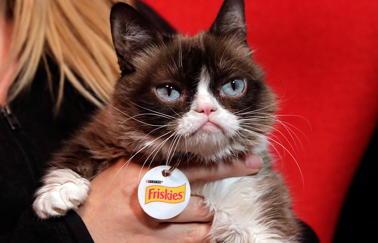 Adiós Grumpy Cat: Murió la gatita más famosa de Internet — Rock&Pop