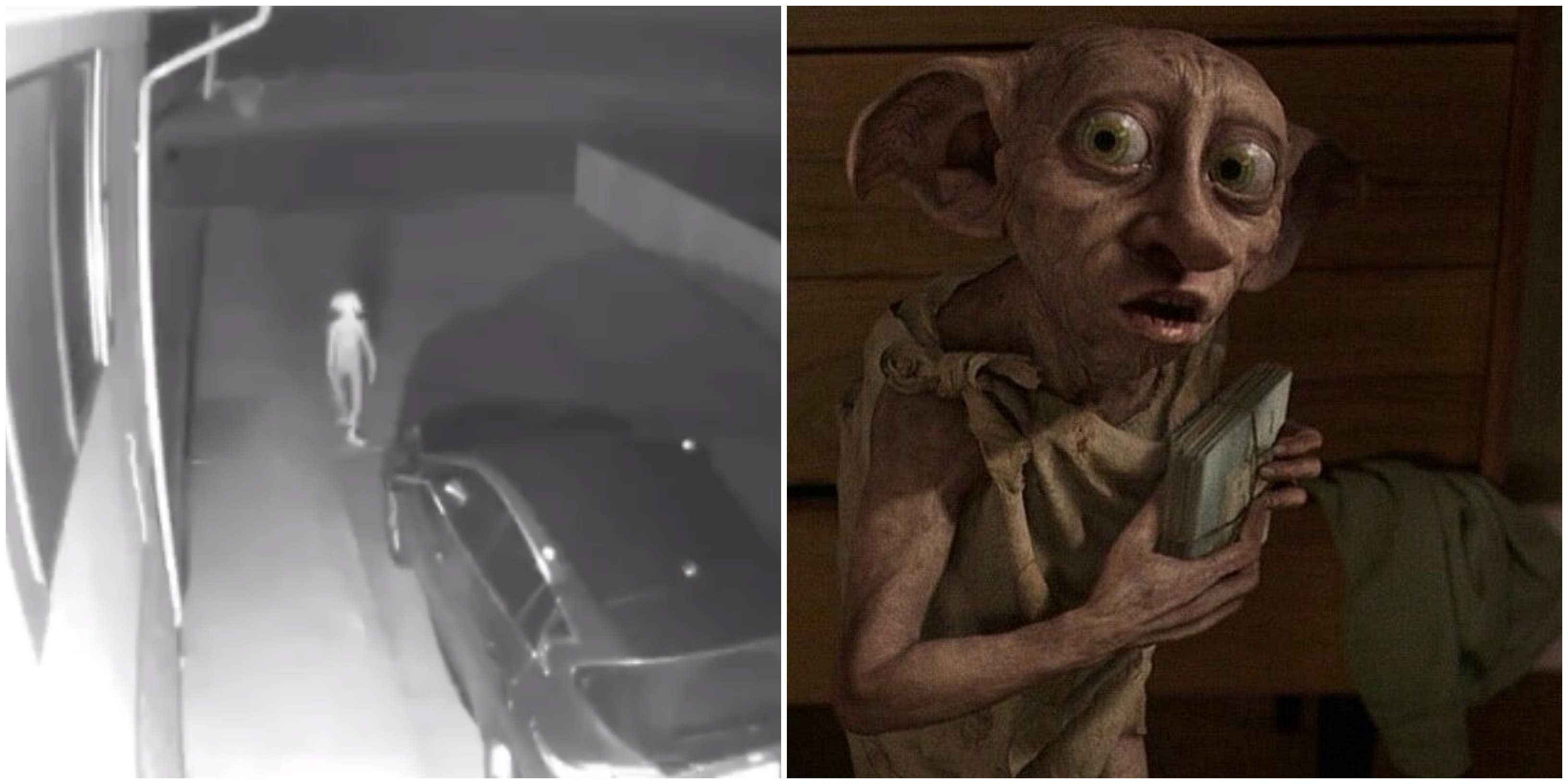 Cámara capta extraña criatura y en redes comparada con Dobby — Rock&Pop