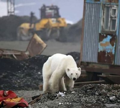 Oso polar llegó en lamentables condiciones a Rusia buscando comida
