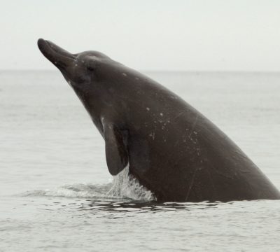 Conoce a la "Ballena Negra", el nuevo cetáceo descubierto en Japón