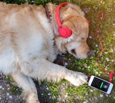 Spotify innova en el reino animal: ¡Podrás crear playlist para tu mascota!