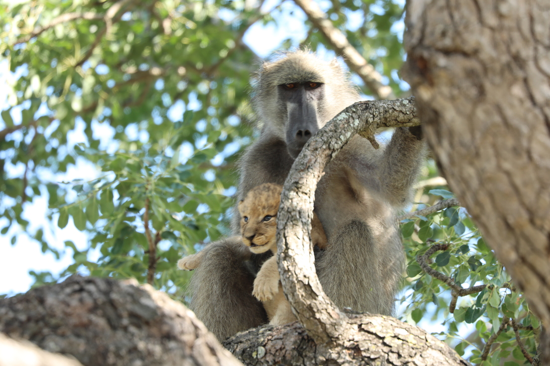 Rey León de la vida real en un parque nacional sudafricano — Rock&Pop