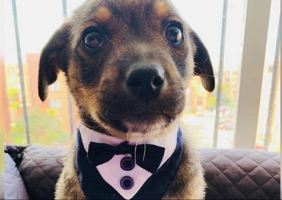 Vicente, el perrito con corbata al que su adoptante dejó plantado ...
