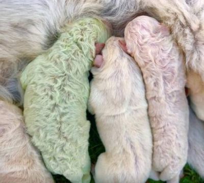 ¿Conoces a "Pistachio"? El perro de color verde nacido en Italia