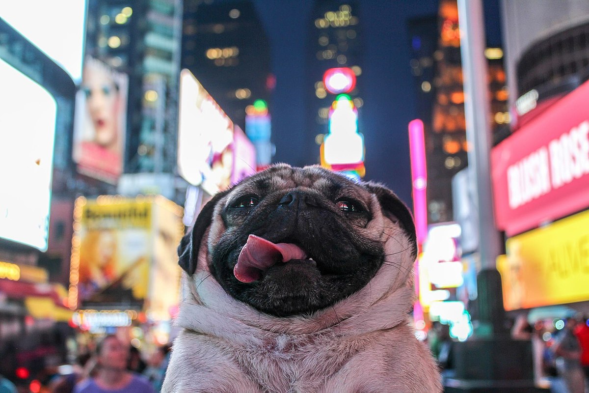 Doug The Pug: el famoso perro que se convirtió en actor de voz