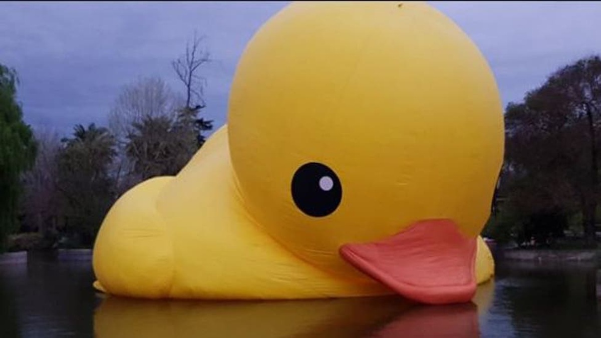 ¡Lo tuvieron que sacar! Pato de hule gigante sufre nuevo percance en ...