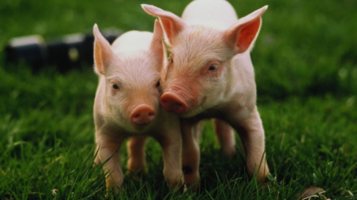 Animales como seres sintientes: Iniciativa que llegar a la Constitución ...