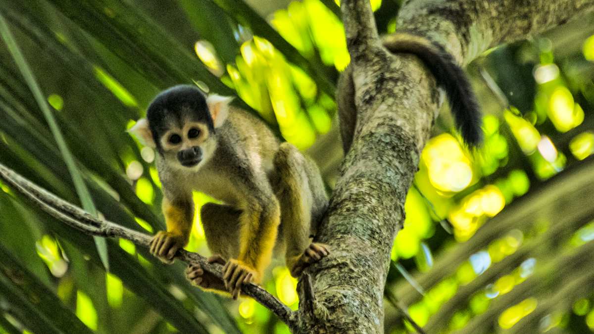 Sexta extinción masiva de especies ya comenzó: ¿Qué significa? — Rock&Pop