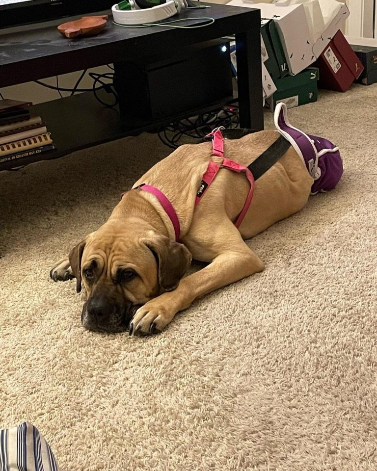 Dixie: la perrita sin patas traseras que conquista Instagram — Rock&Pop