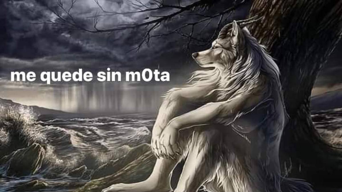 Esta es la razón por la que se han hecho virales los memes sobre lobos ...