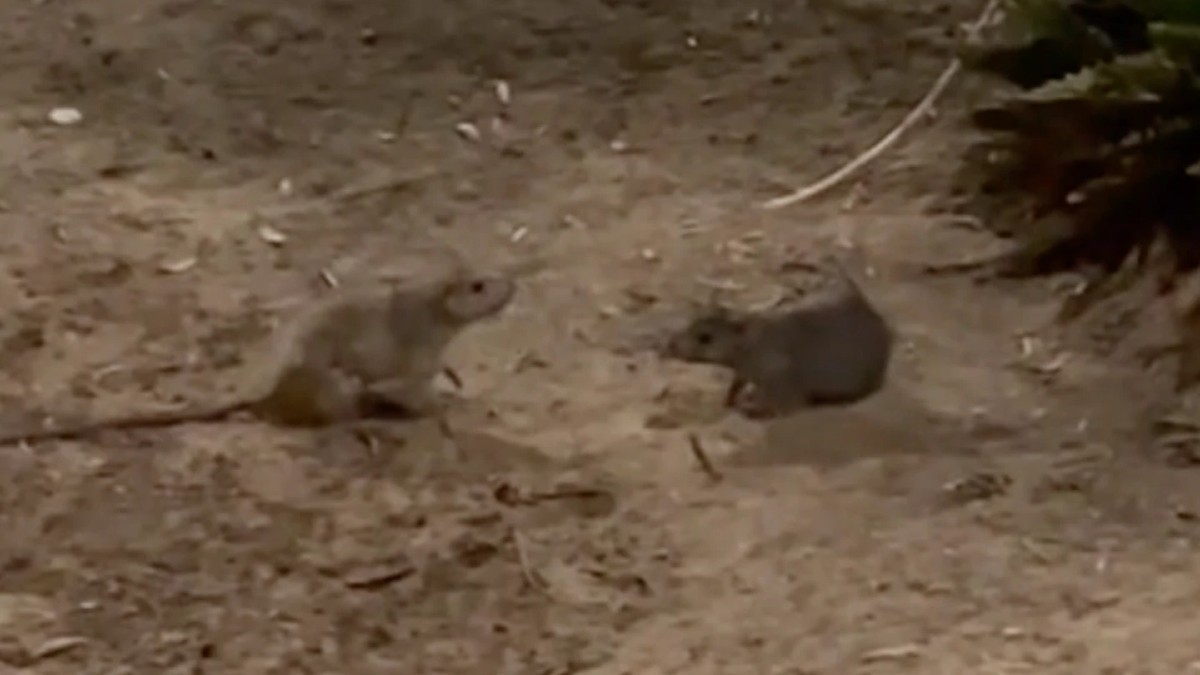 VIDEO: Capturan épica pelea de ratones Parque Japonés de Antofagasta ...