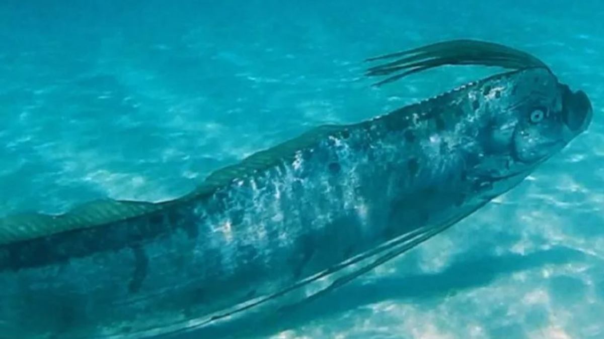 Todo lo que Japonista Chile nos enseñó del avistamiento del Pez Remo ...