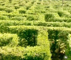 Laberinto San Fernando: Así es el laberinto más grande de Chile — Rock&Pop