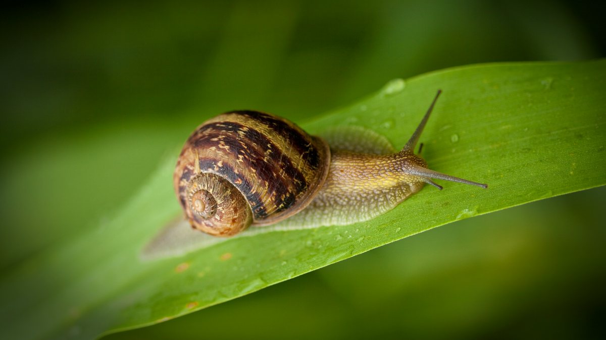 Caracoles africanos plagan Maracaibo y siembran el pánico — Rock&Pop