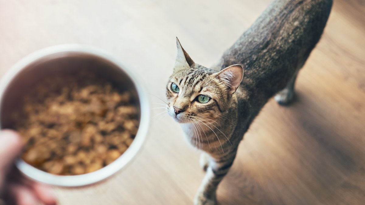 ¿Cómo caerle bien a un gato? Experimento científico lo descubre — Rock&Pop