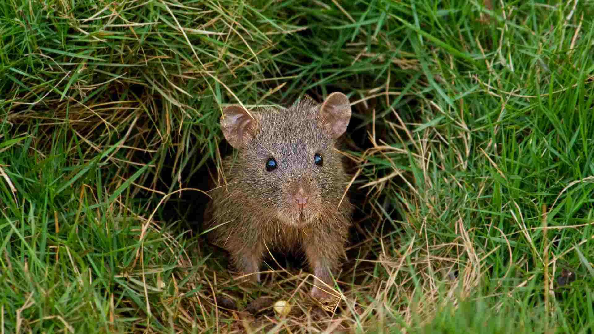 Estas son las canciones favoritas de las ratas, según un estudio — Rock&Pop