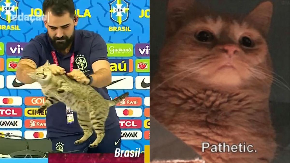 Gato Esperando Meme