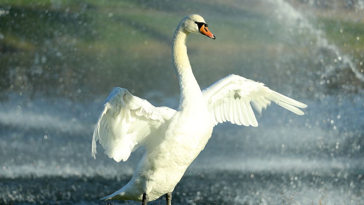 Una rara causa que hizo que algunos cisnes olvidaran volar — Rock&Pop