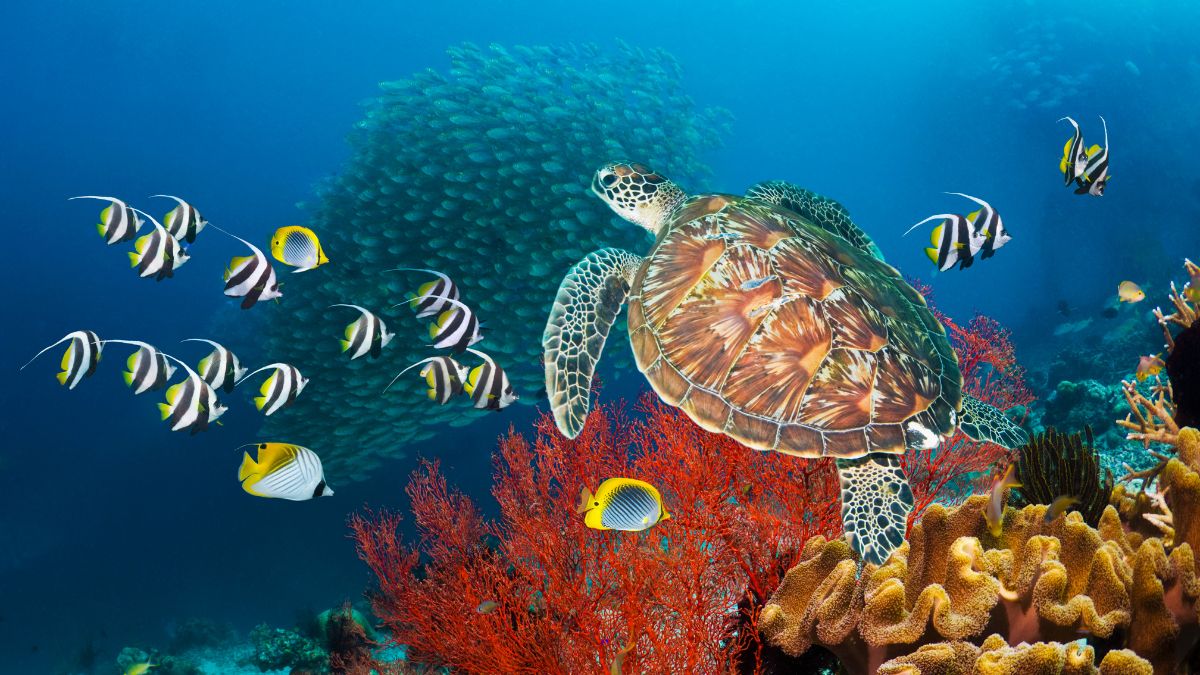 ¿Nos mintió 'Buscando a Nemo'?: La realidad de cómo viven las Tortugas ...