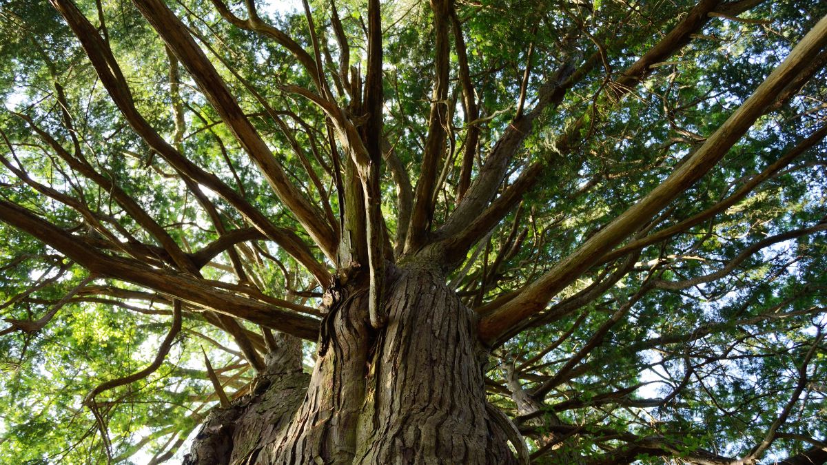El 'Gran Abuelo' es el Árbol más viejo del mundo y está en Chile — Rock&Pop