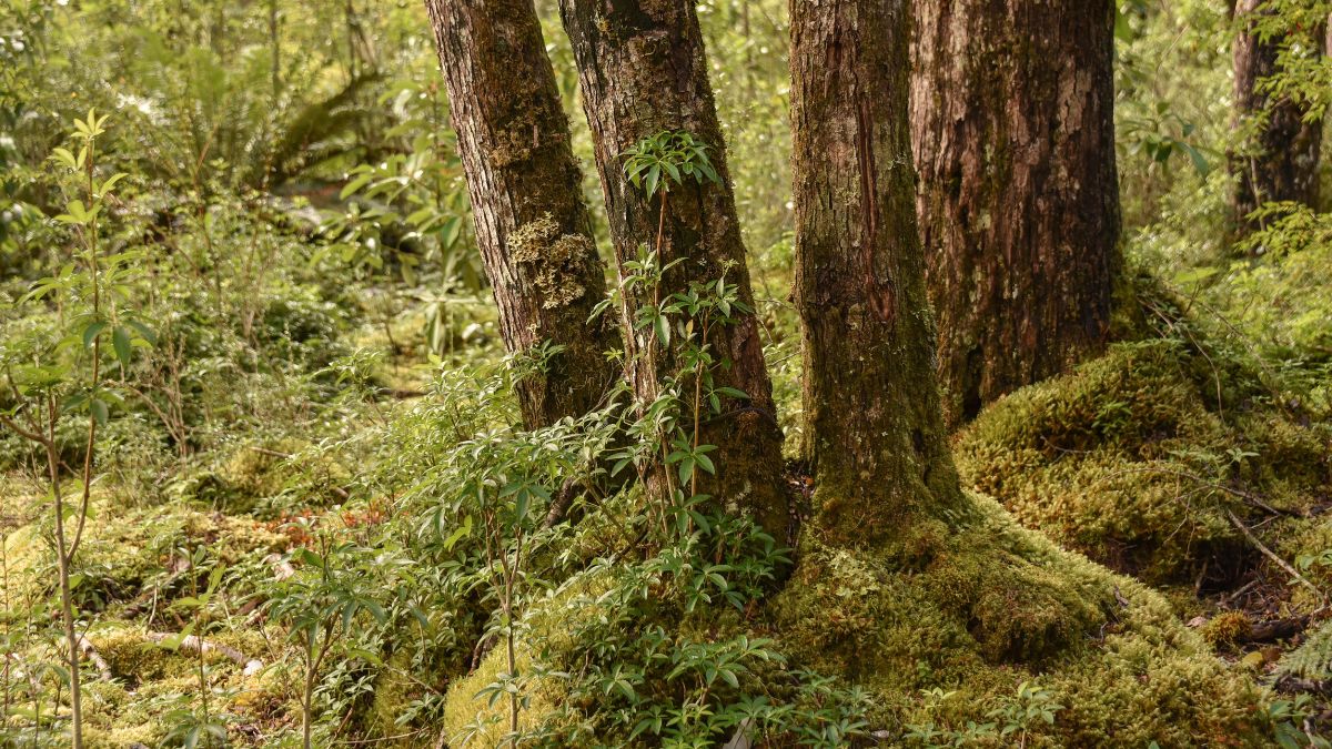 Método Miyawaki: Cómo Bosko reforesta con bosques nativos de ...