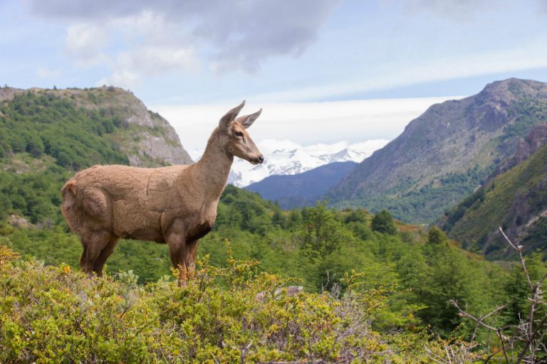 Día del Huemul: Estudio revela que son una especie clave para enfrentar ...