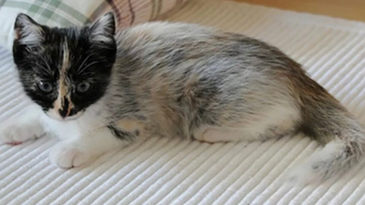 Especies De Gatos Información Sobre La Raza De Gato Manx | Purina