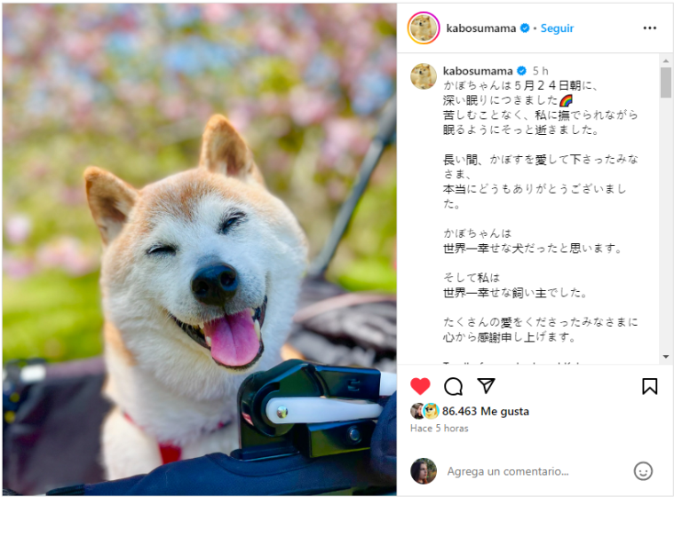 A los 19 años muere Kabosu, la perrita del icónico meme de "Doge" que inspiró hasta una ...