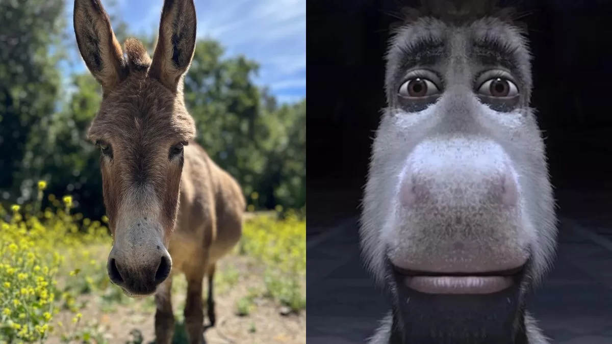 "¡Un detalle soberbio!": La millonaria jubilación que recibirá el Burro ...