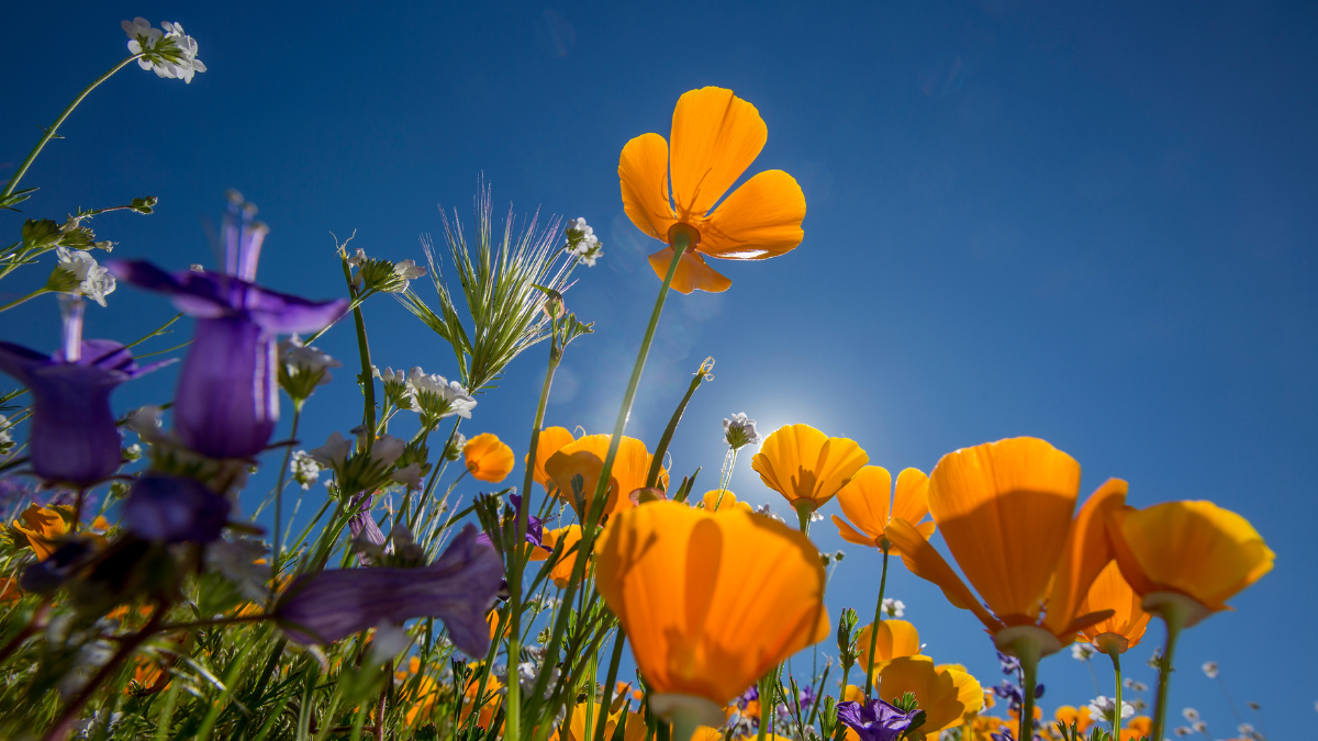 A pesar del calor seguimos en invierno: Esta es la fecha en la que ...