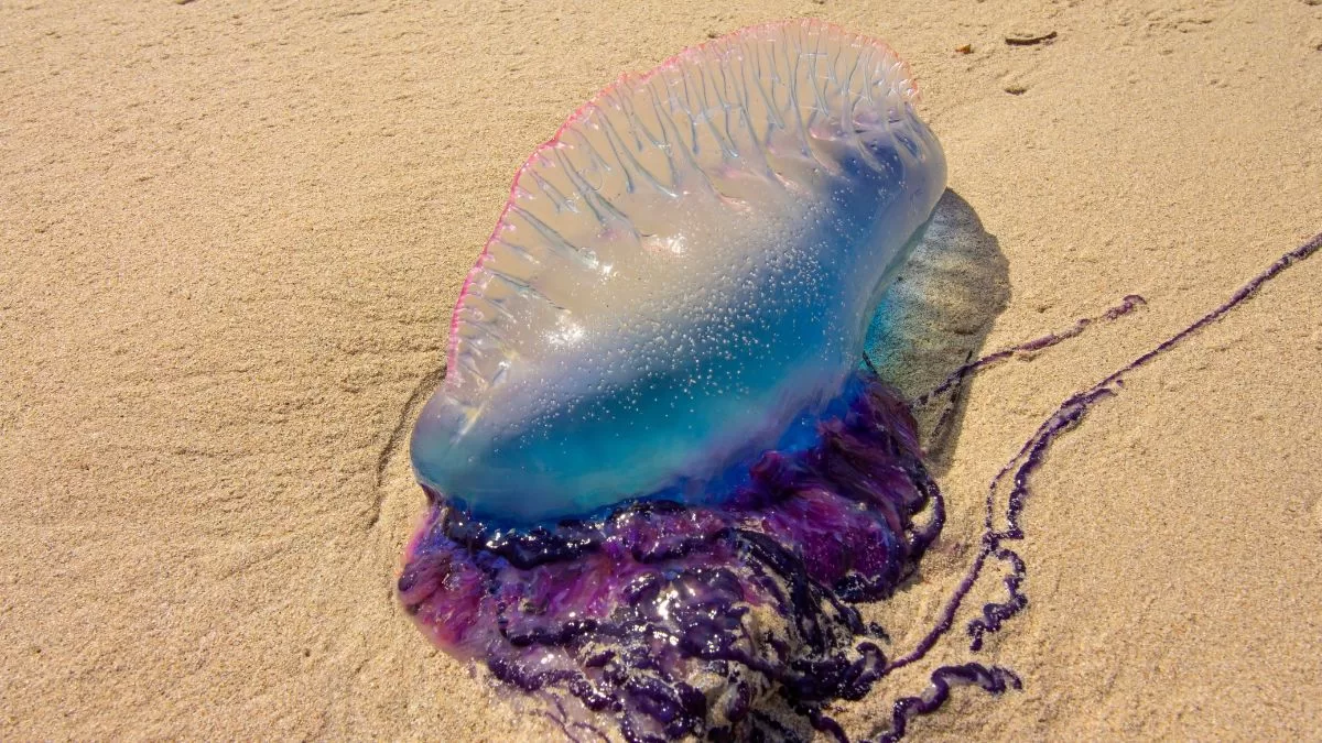 Ante presencia de fragata portuguesa: Estas son las playas del litoral ...